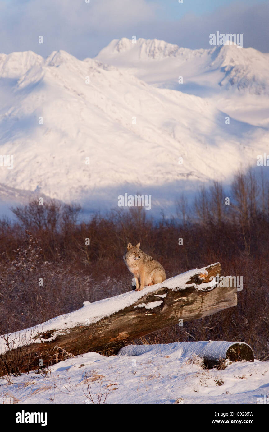 Coyote sitting hi-res stock photography and images - Alamy
