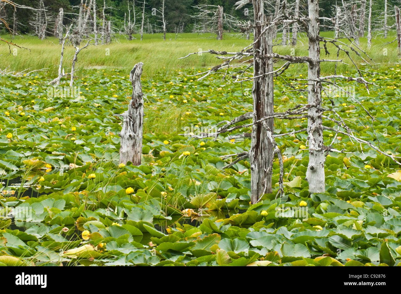 Dead water lily hi-res stock photography and images - Alamy