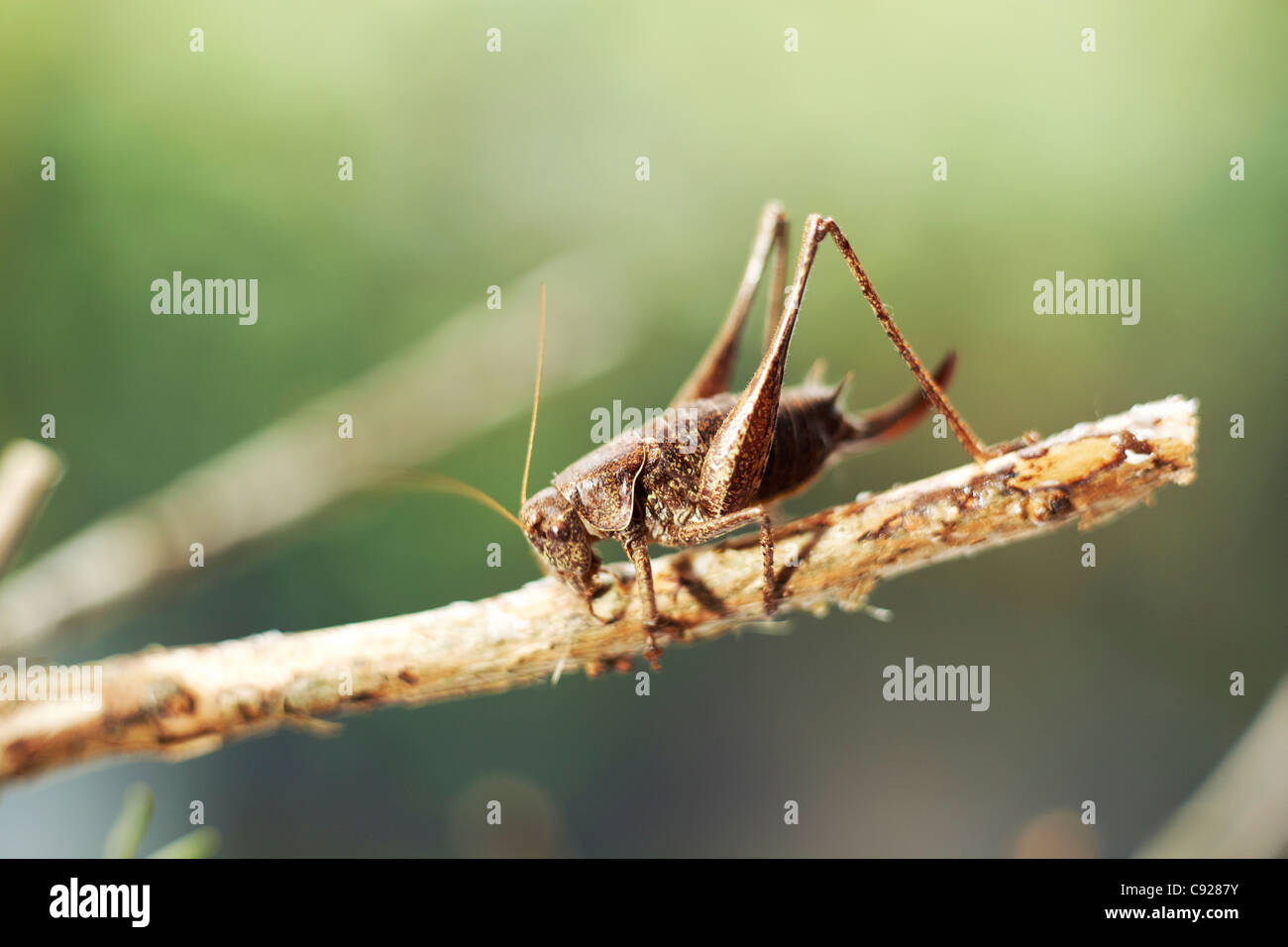 Brown katydid hi-res stock photography and images - Alamy
