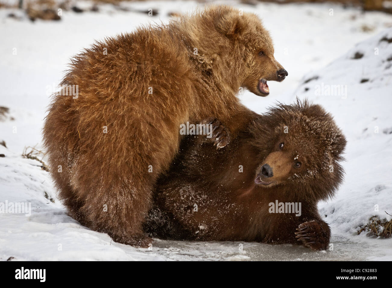 Captive Pair Of Kodiak Brown Bear Cubs Play And Wrestle In The Snow At
