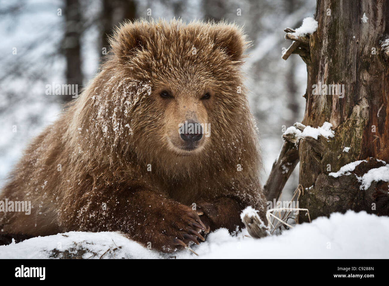 CAPTIVE: Kodiak Brown bear cub peeks over a snow covered log ...