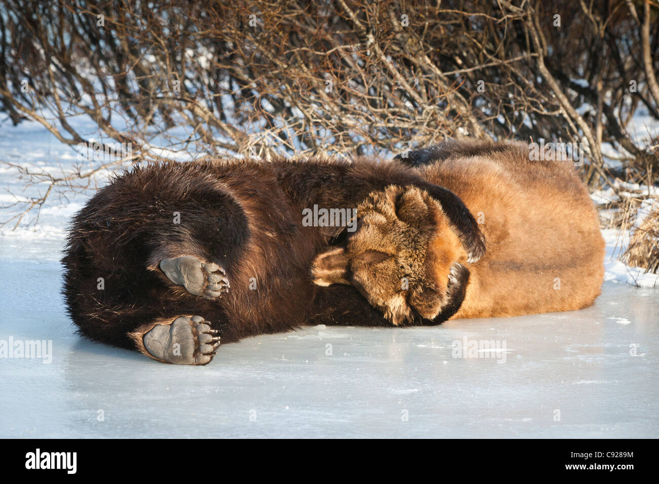 Wrestling bear hug hi-res stock photography and images - Alamy