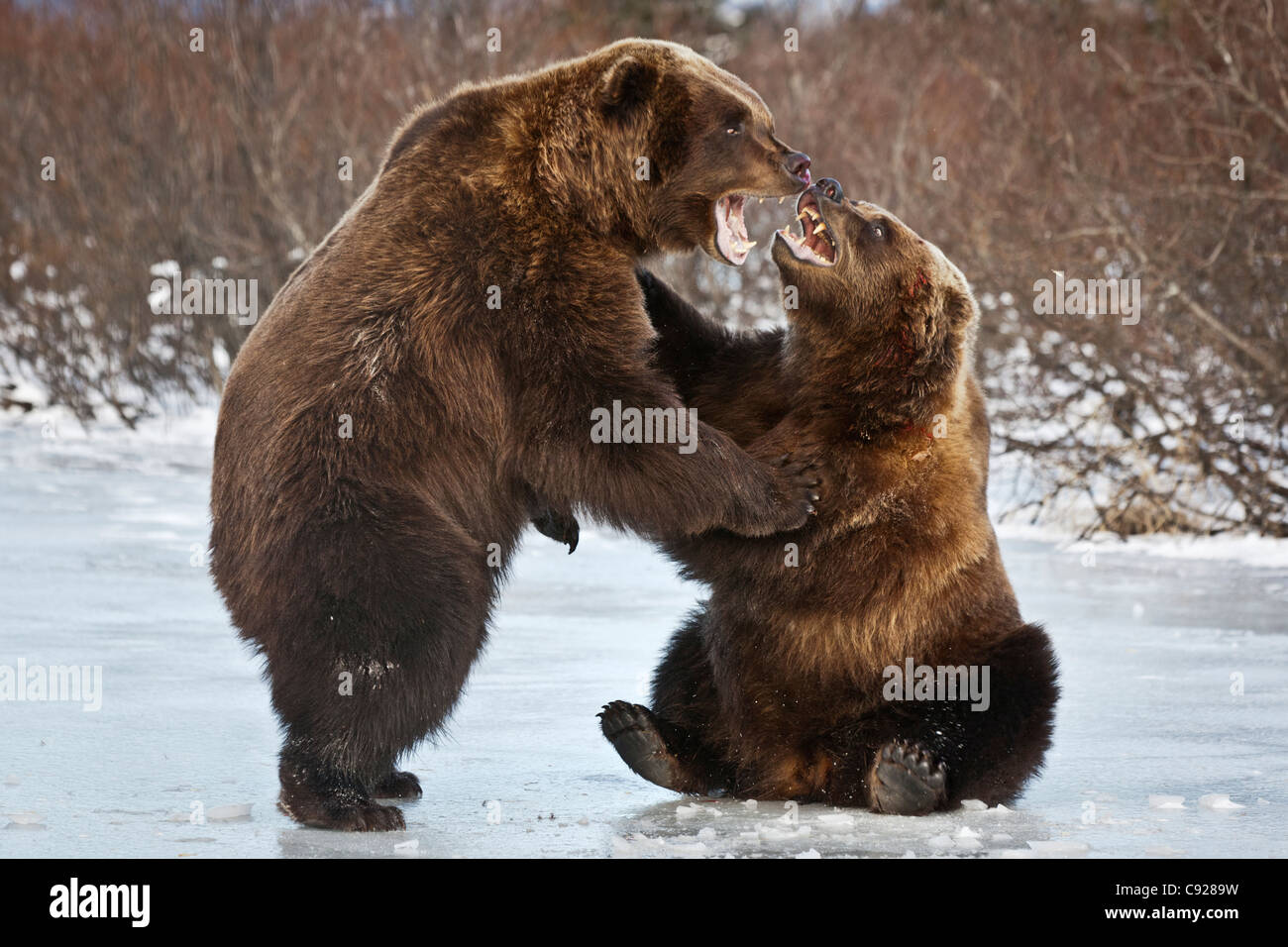 Kodiak bear center hi-res stock photography and images - Alamy