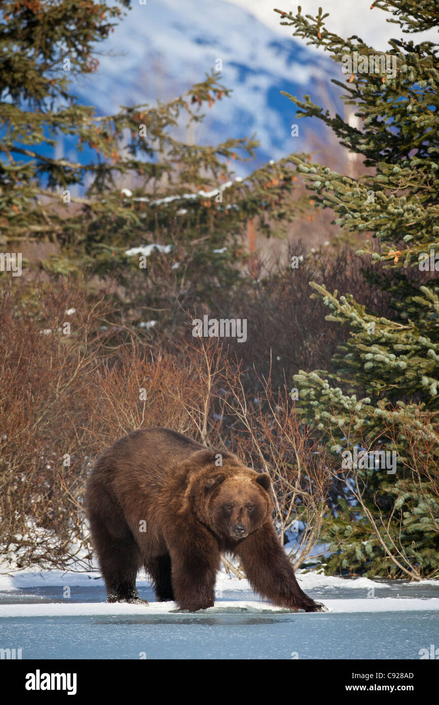 CAPTIVE: Adult Brown bear male stands at the edge of a frozen pond ...