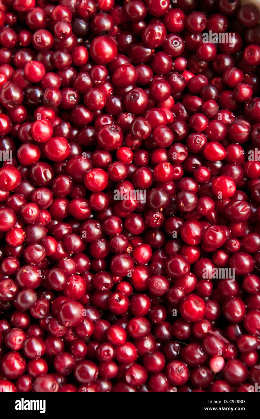 Low bush cranberry hi-res stock photography and images - Alamy