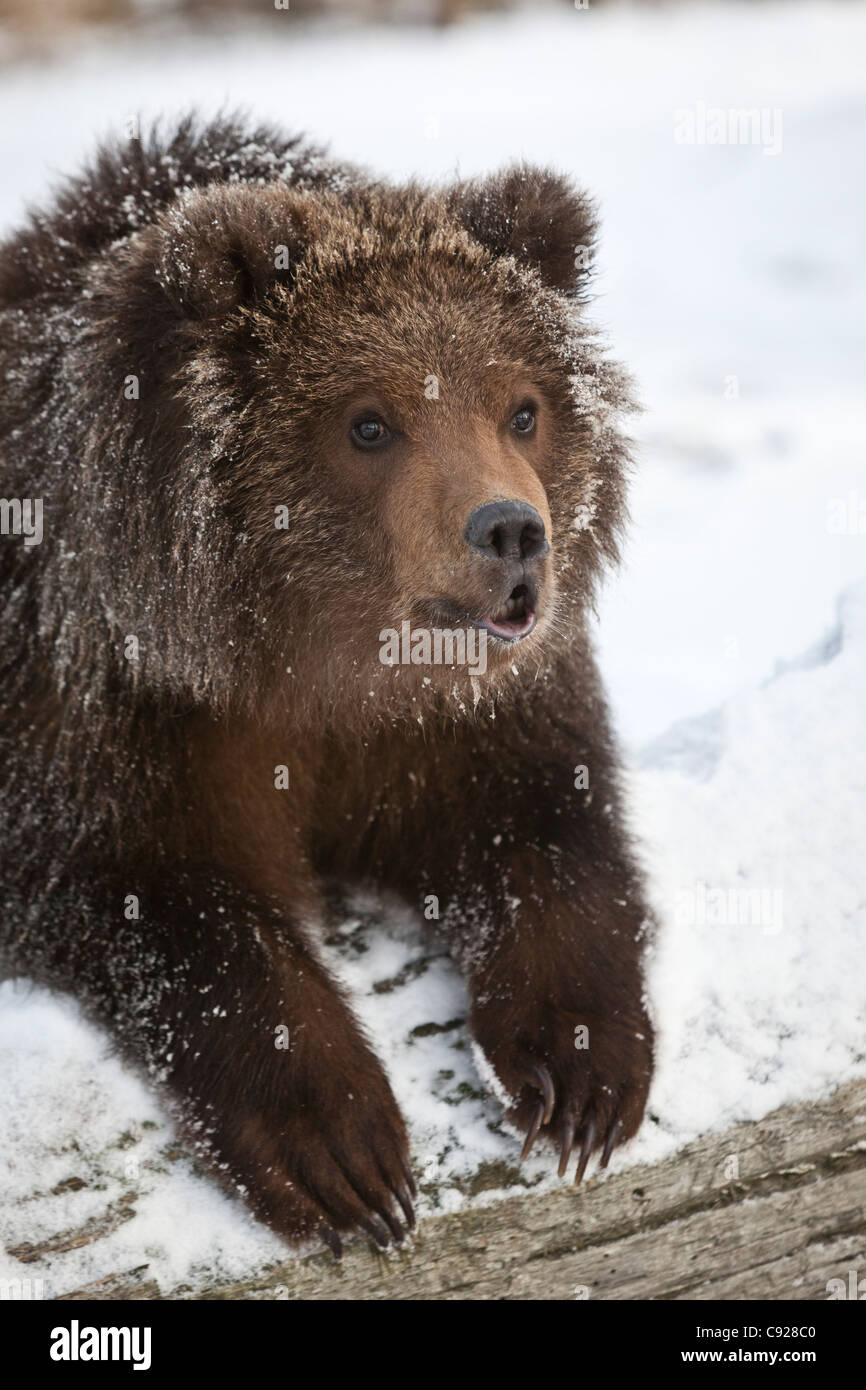 CAPTIVE: Kodiak Brown bear cub peeks over a snow covered log ...