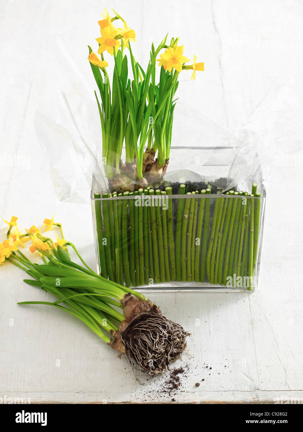 Daffodil in container hi-res stock photography and images - Alamy