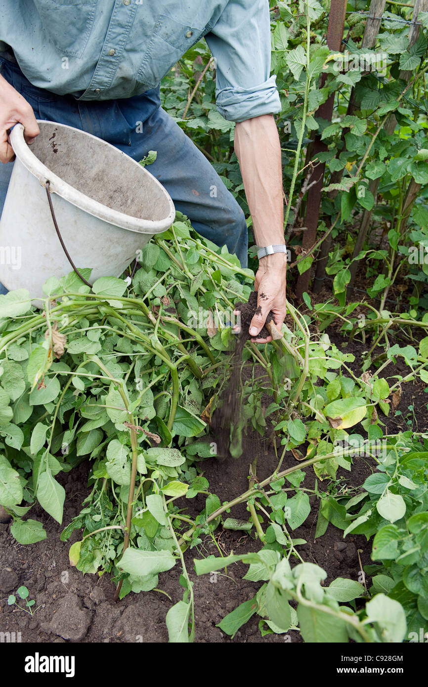Potato Earthing Up High Resolution Stock Photography and Images - Alamy