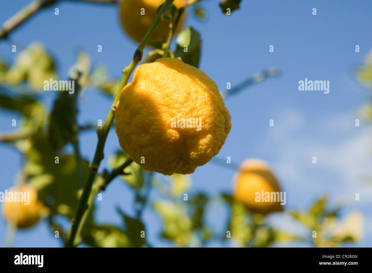 Close up of lemon on tree Stock Photo - Alamy