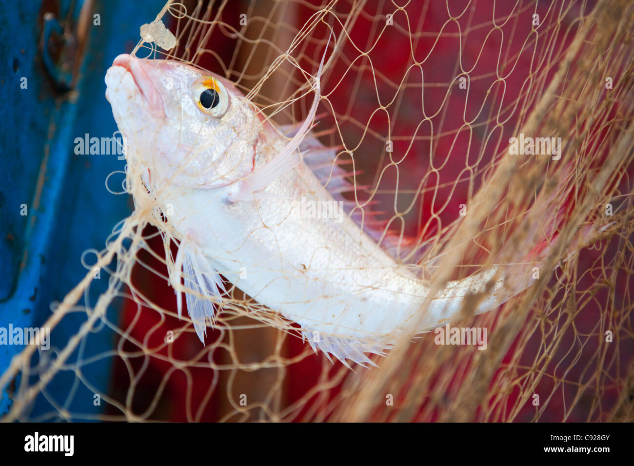 Close up of fish in fishing net Stock Photo - Alamy