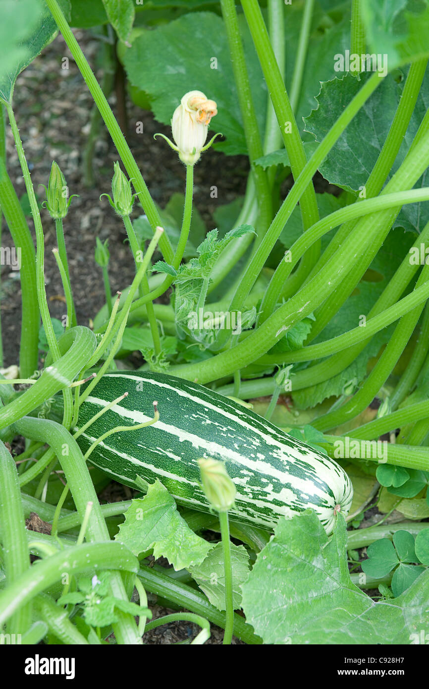 Marrow Flower High Resolution Stock Photography and Images - Alamy
