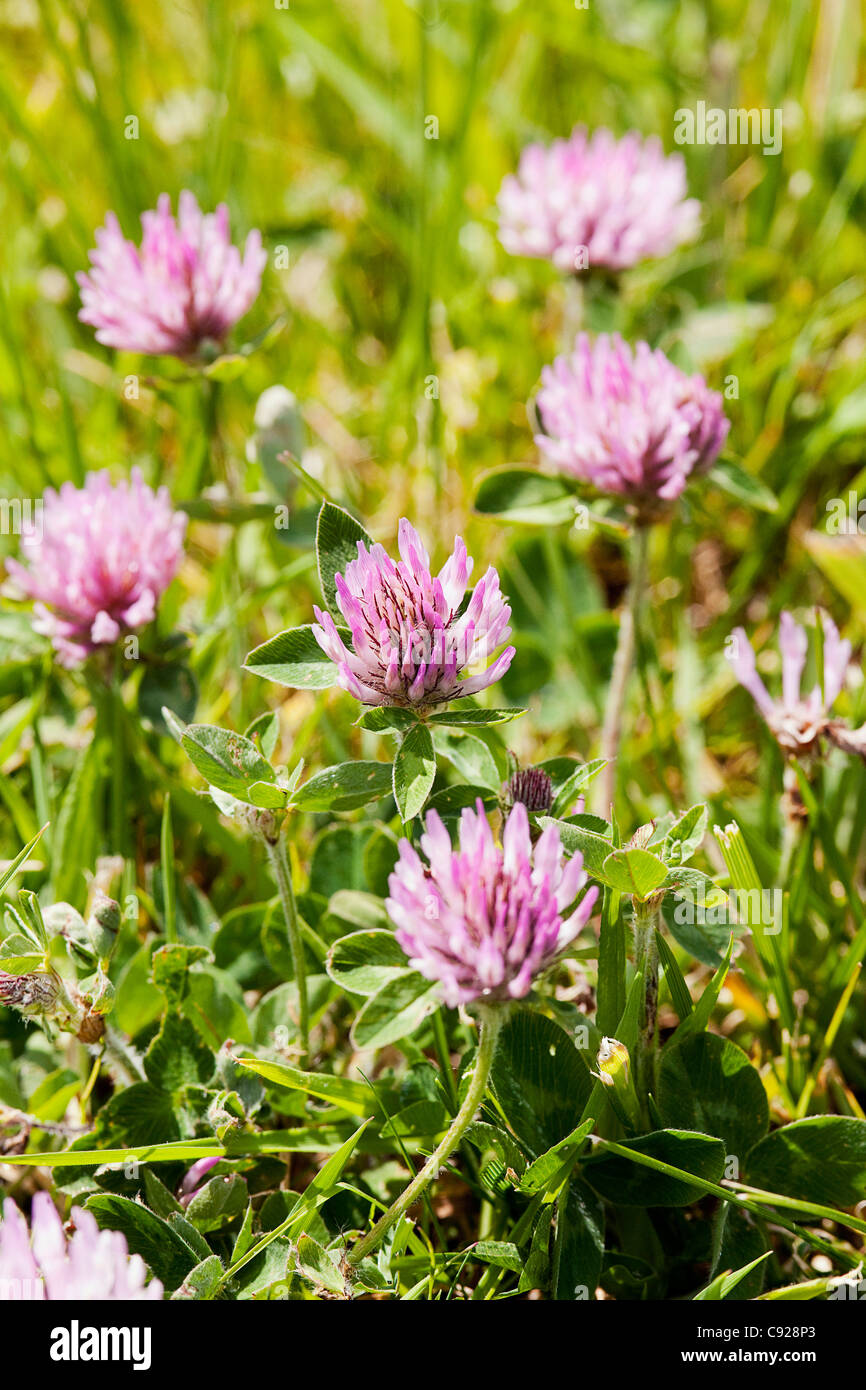 Trifolium Pratense (Red clover), flowers Stock Photo - Alamy