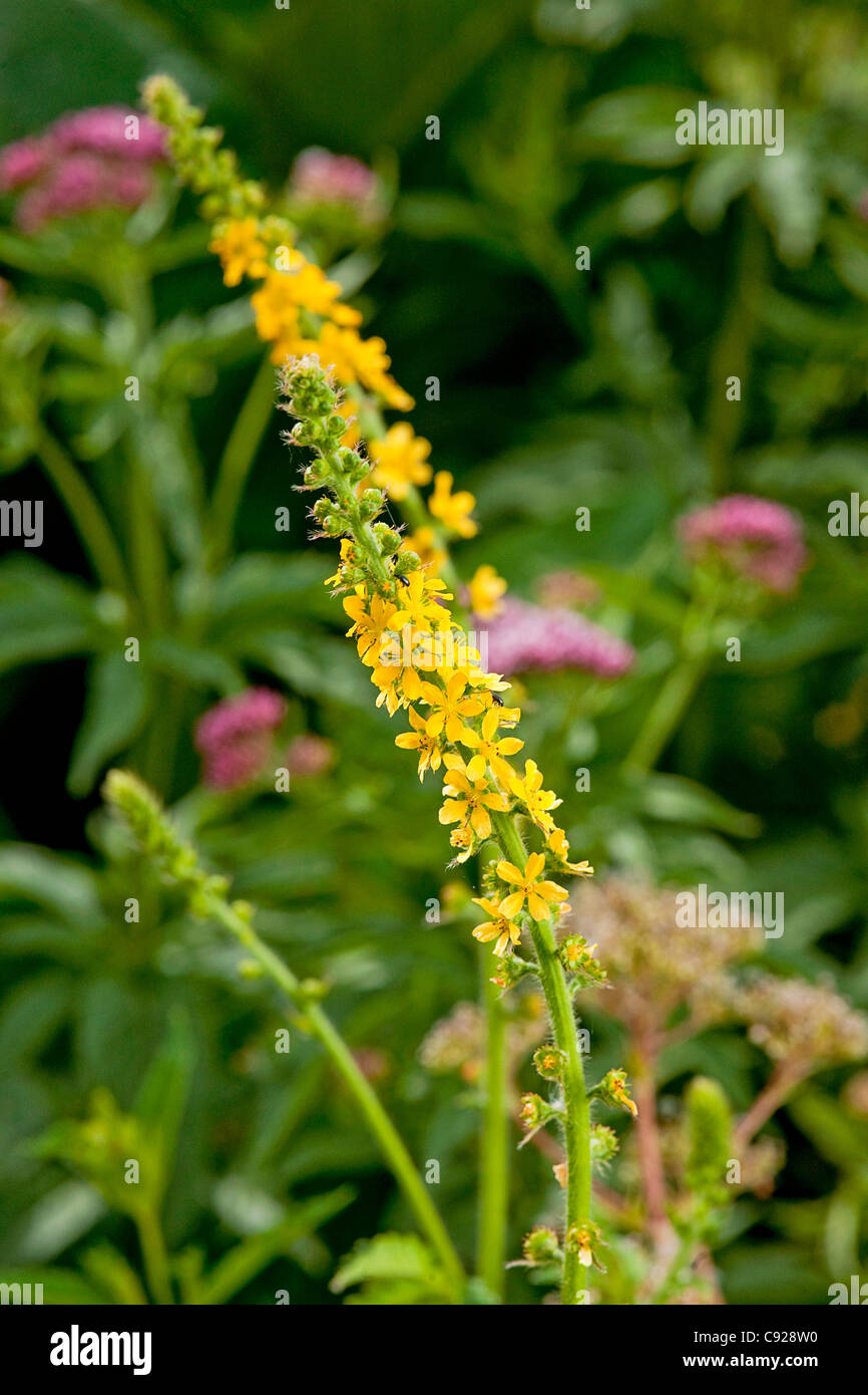 Agrimony flower hi-res stock photography and images - Alamy