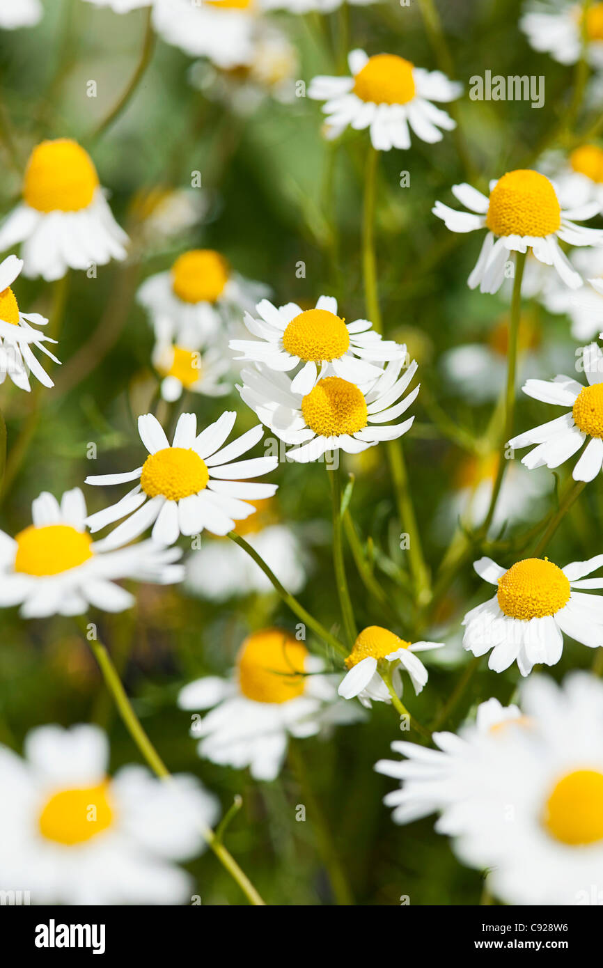 Matricaria recutita (German chamomile Stock Photo - Alamy