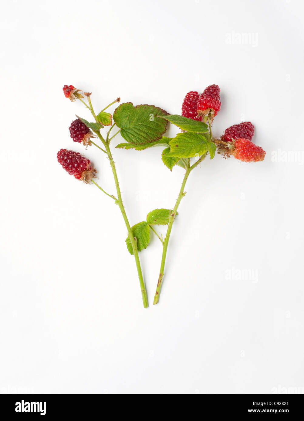 Rubus idaeus raspberry hi-res stock photography and images - Alamy