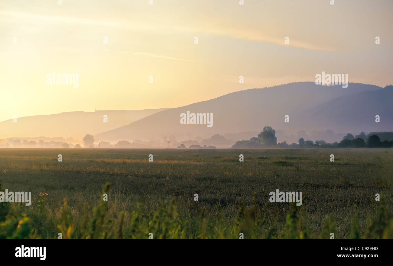 Misty morning with trees in a fog Stock Photo - Alamy