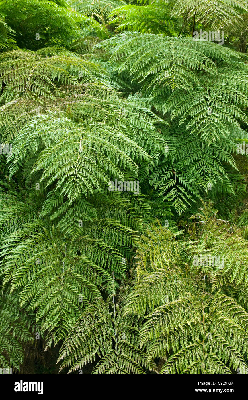 Chile, near Puerto Montt, Alerce Andino National Park, fern leaves ...
