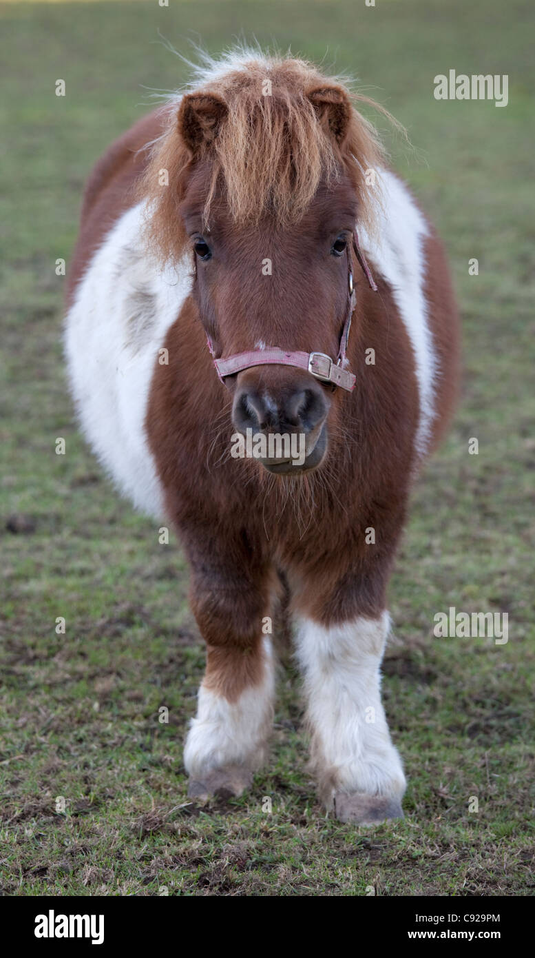 Brown white miniature shetland pony hi-res stock photography and images ...