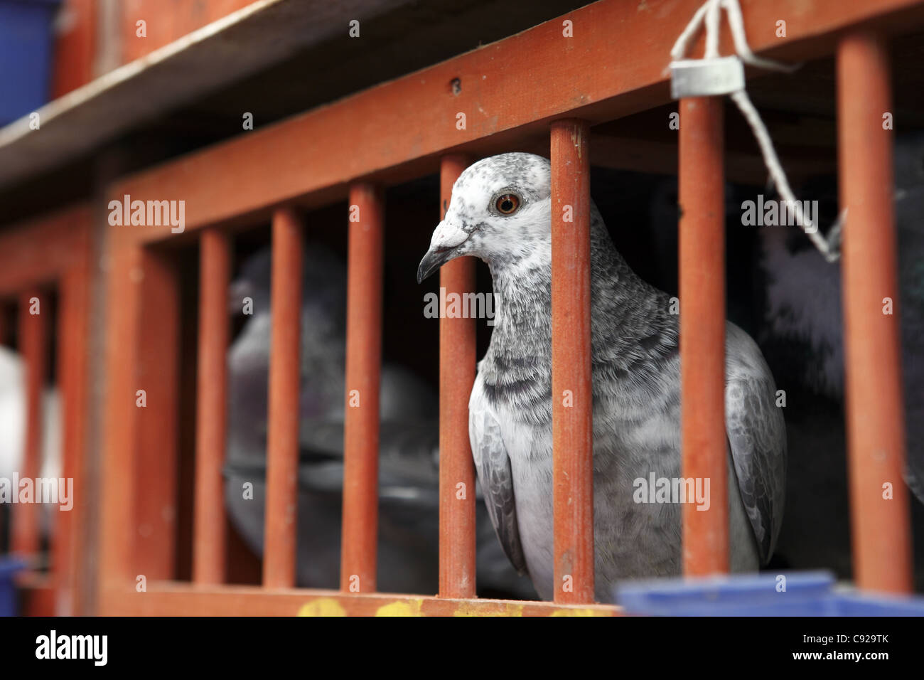 Racing pigeon hi-res stock photography and images - Alamy