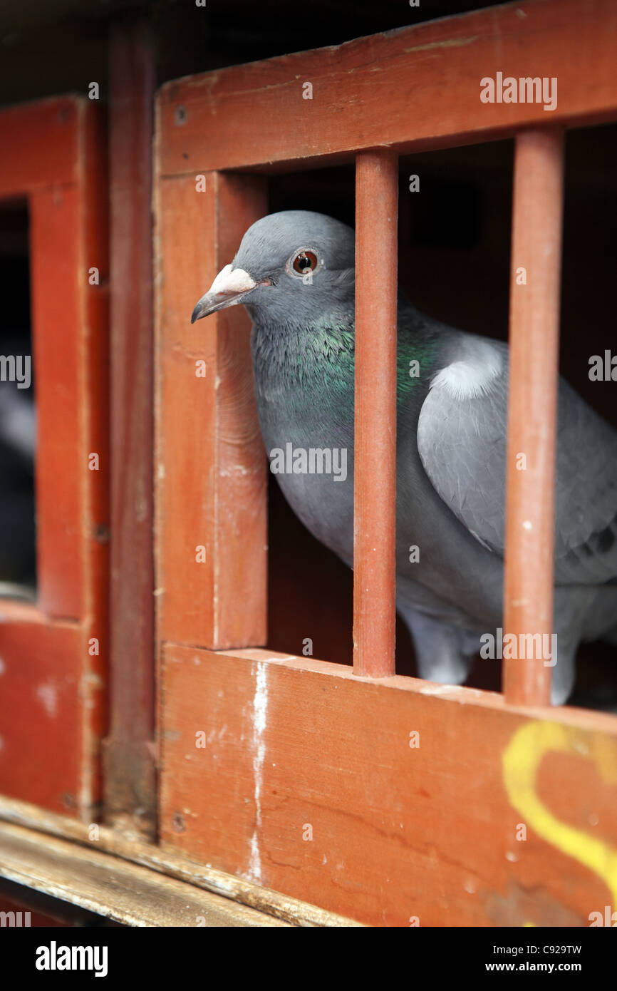 Racing Pigeons High Resolution Stock Photography and Images - Alamy