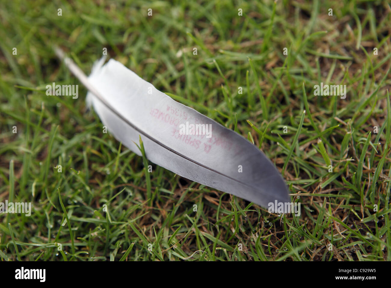 Lost feather with owner's details from racing pigeon, at the start of a ...