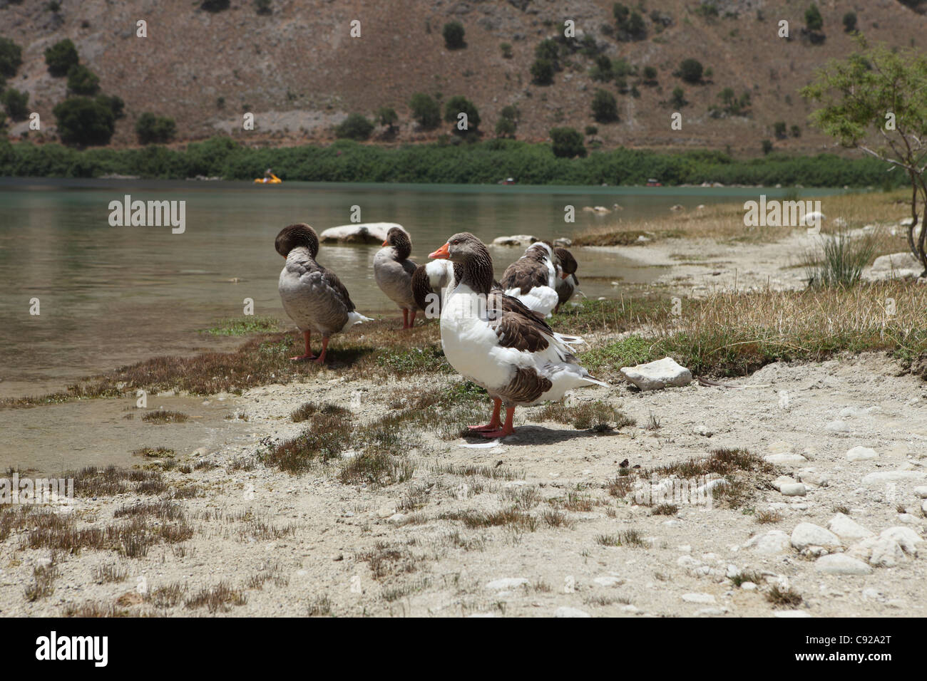 Water fowl on beach beside lake. Kourna lake is a large freshwater lake ...