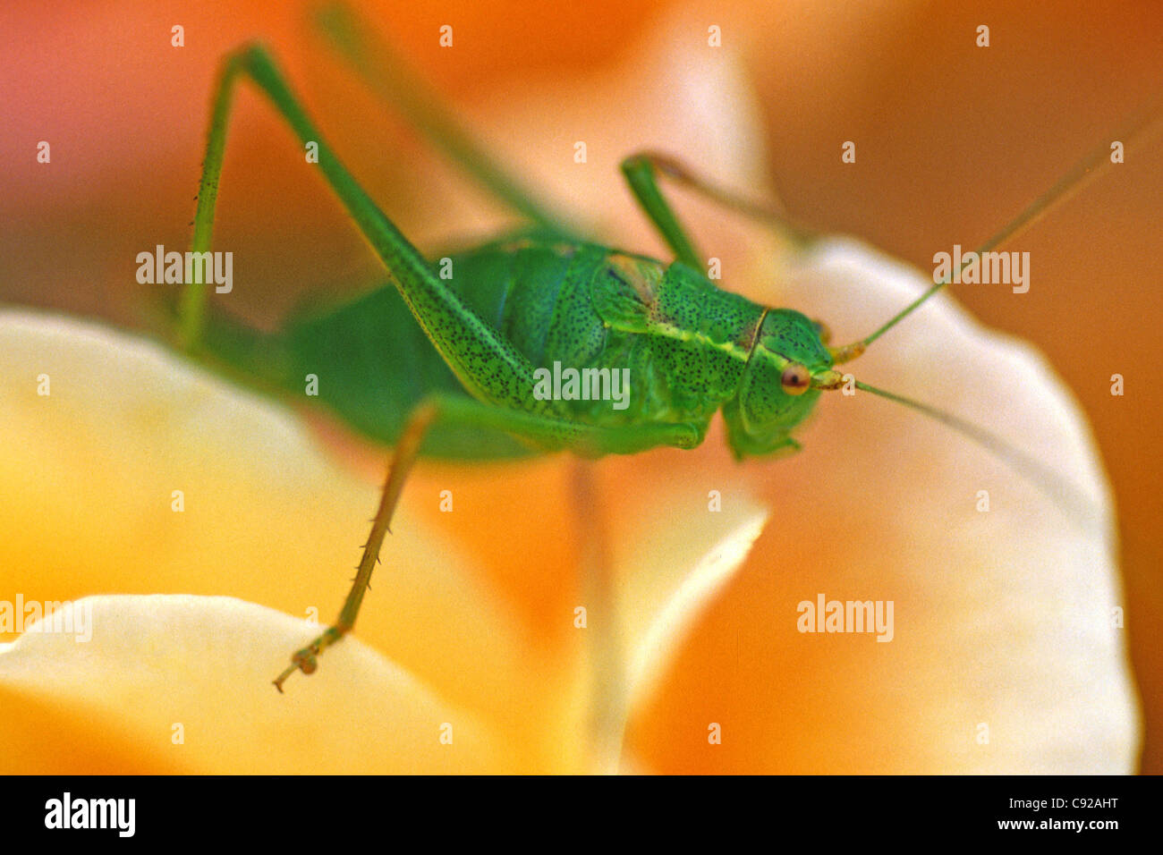 Insect britain hi-res stock photography and images - Alamy