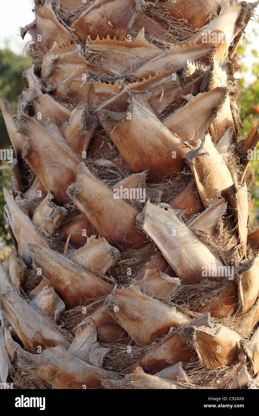 Palm Tree Trunk Pattern
