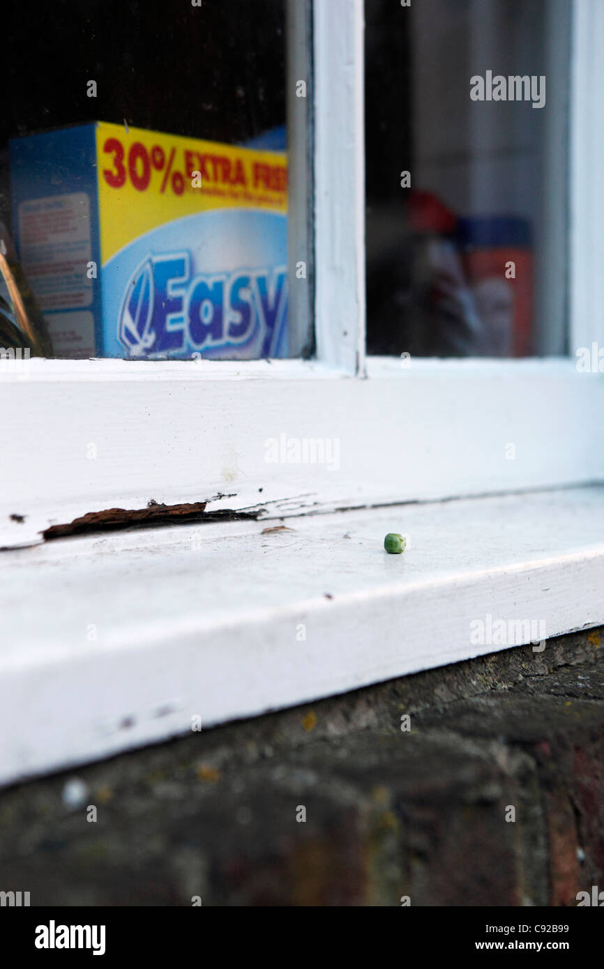 The quirky annual World Pea Throwing Championships, held at the Lewes ...