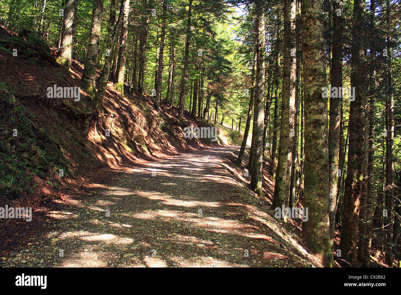 Spain, Navarre, Selva de Irati, forest path Stock Photo - Alamy