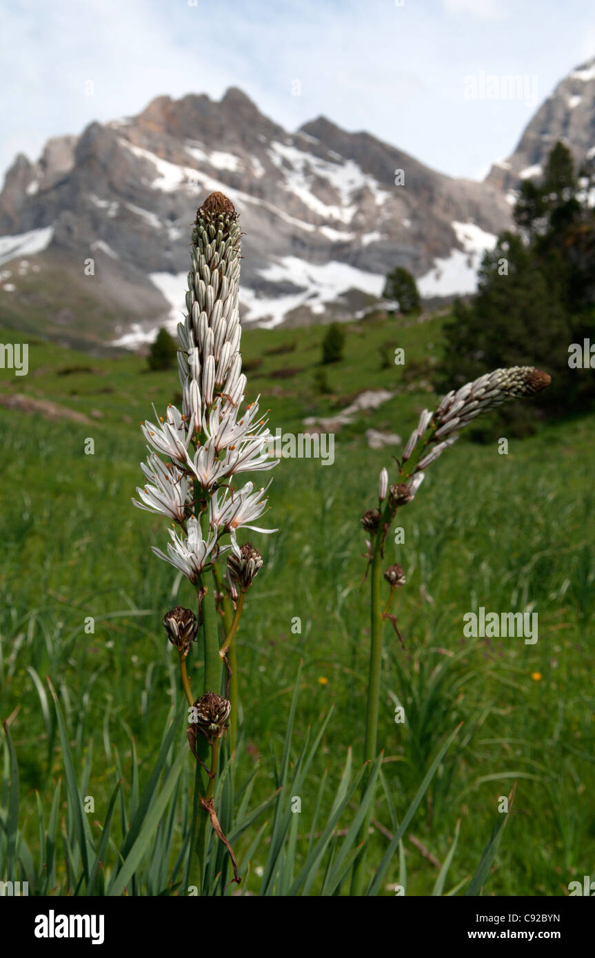 White asphodel (Asphodel albus), near the Cirque de Gavarnie in the ...