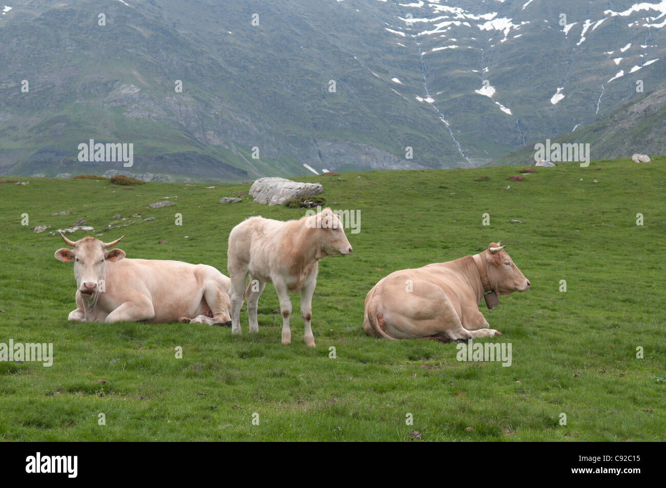 Cows graze the high pastures of the parque nationale de Pyrenees in the ...