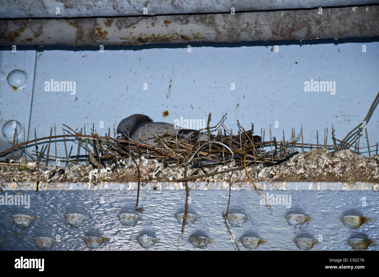 Feral pigeon on its nest in Central Edinburgh, Scotland Stock Photo - Alamy