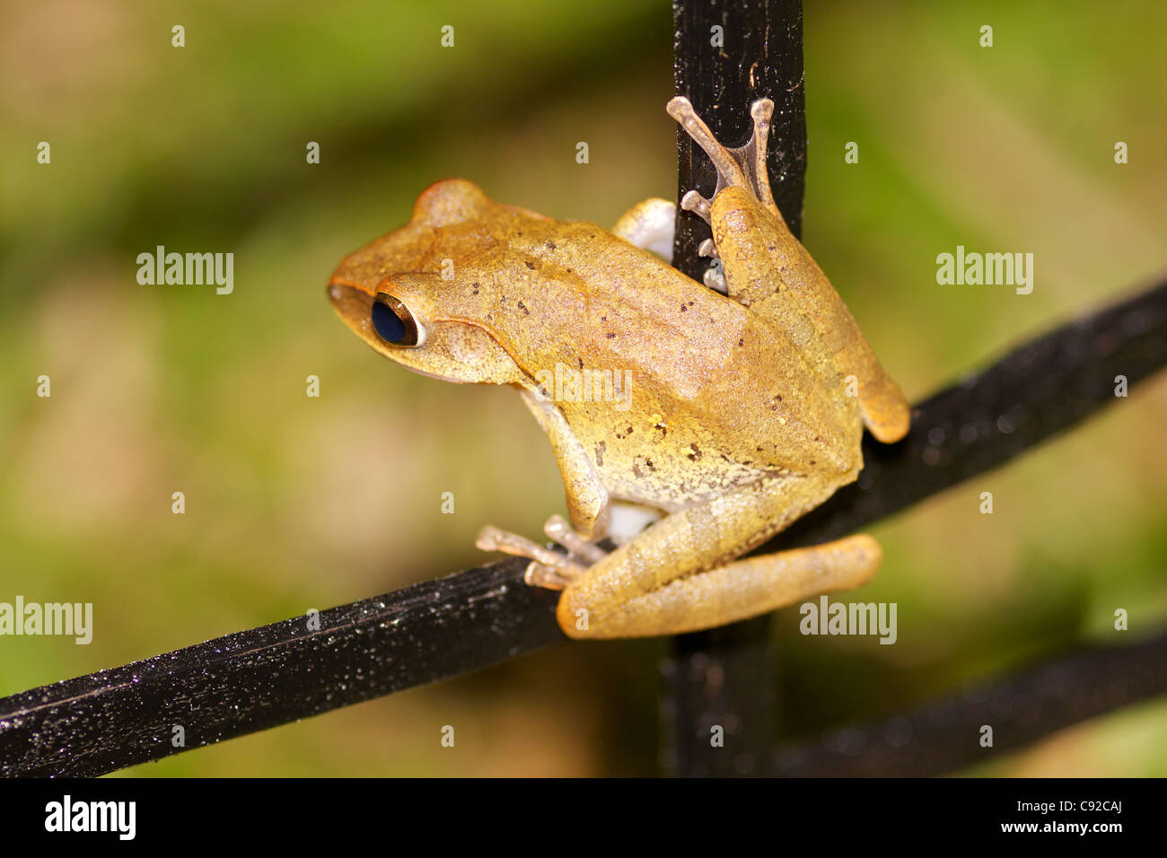 What Animals Prey On Frogs