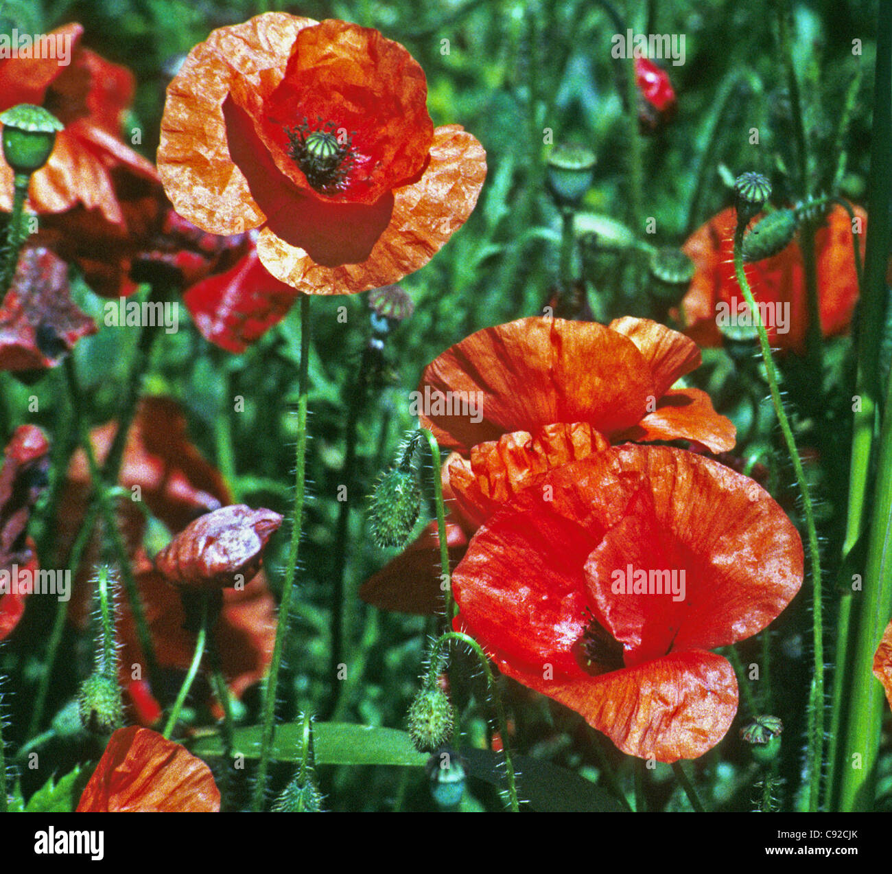 POPPIES poppy flowers in crop in Southern England Stock Photo - Alamy