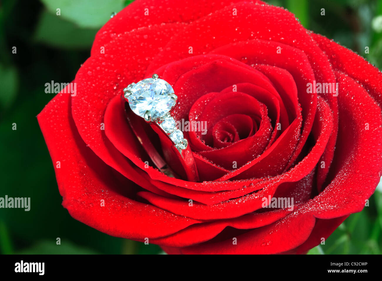A diamond rings in red rose Stock Photo - Alamy