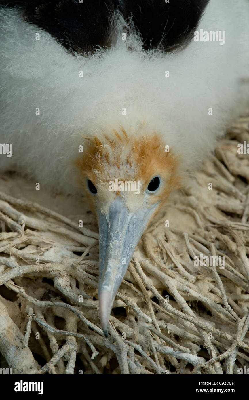 Great frigatebird (Fregata minor) chick in the nest, North Seymour ...