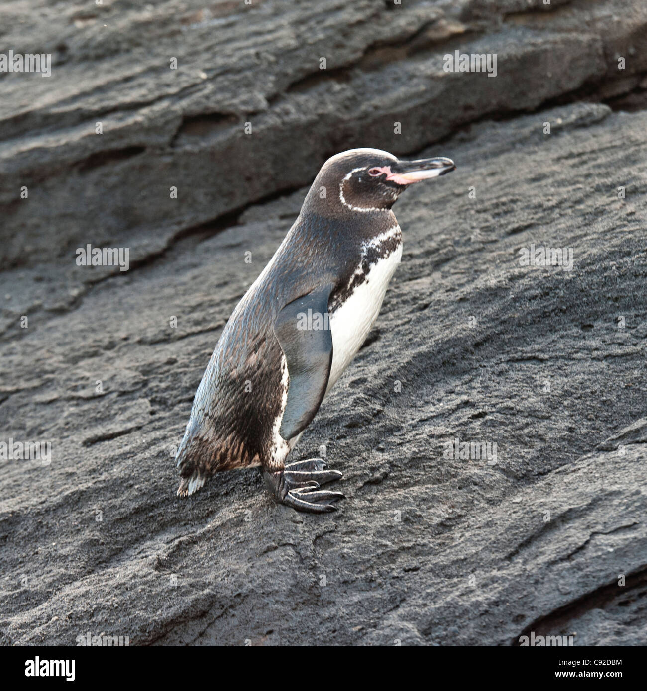 Isabela Island Animals
