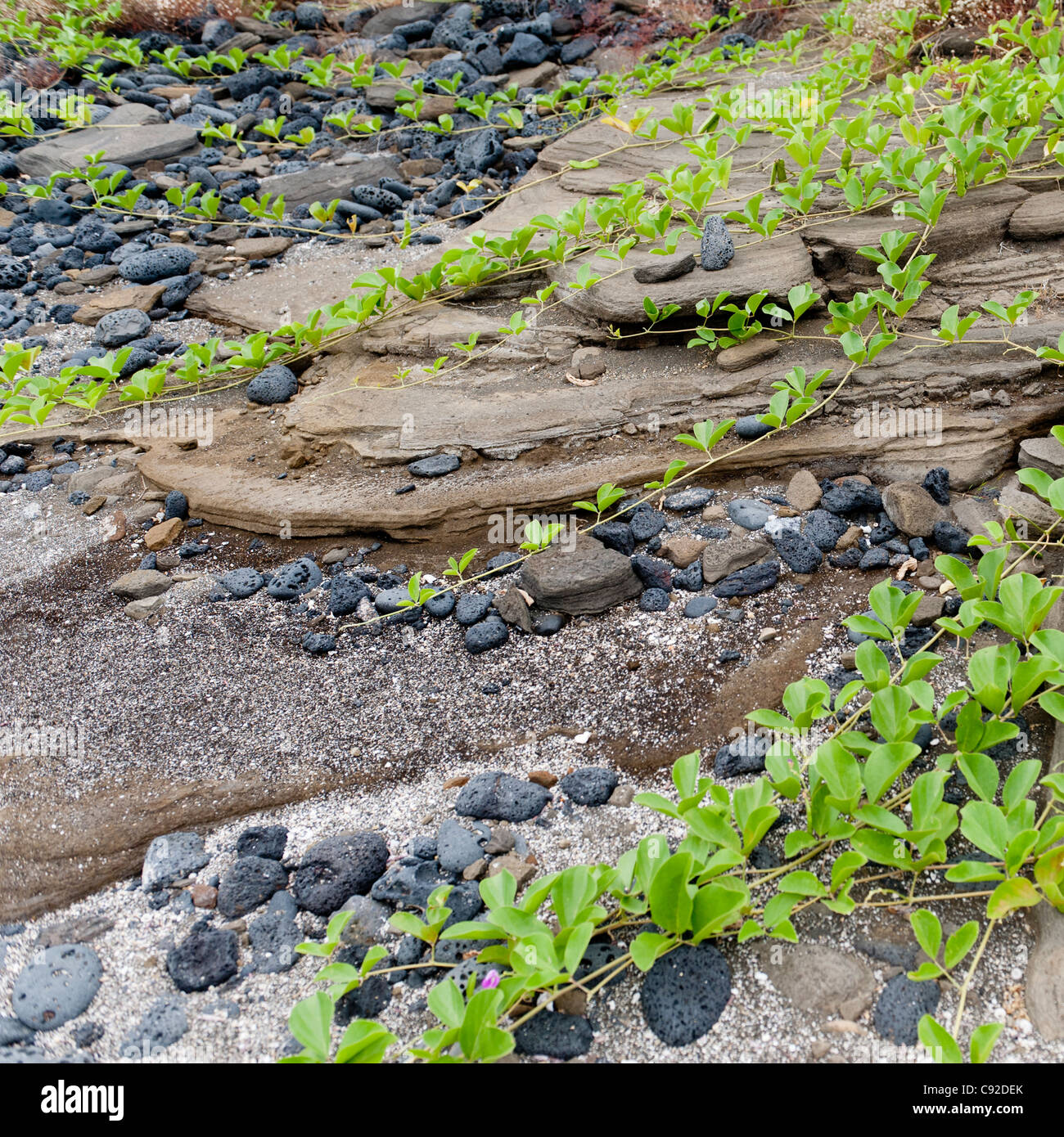 Creepers on rocks, Puerto Egas, Santiago Island, Galapagos Islands ...