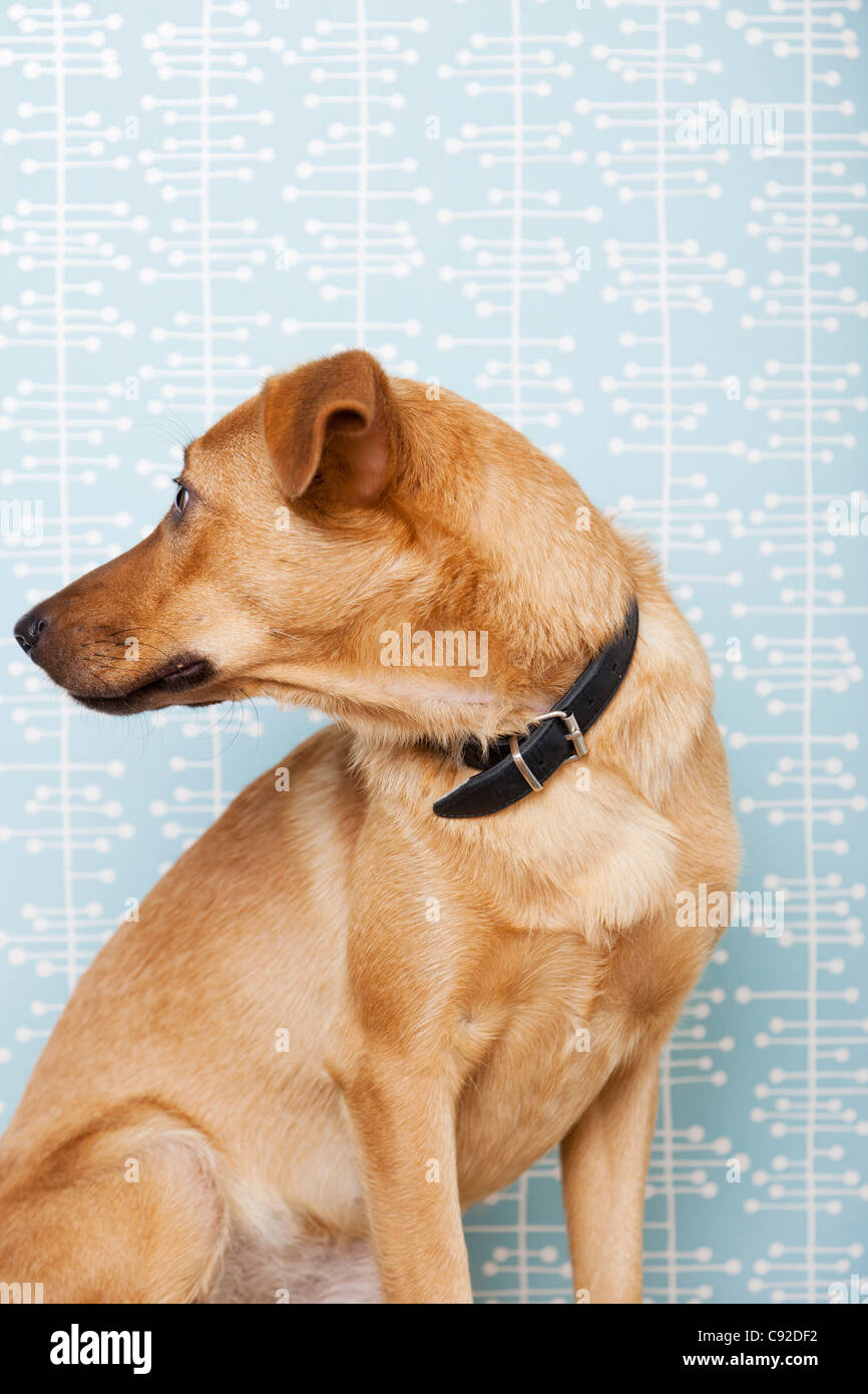 Dog looking over its shoulder Stock Photo - Alamy