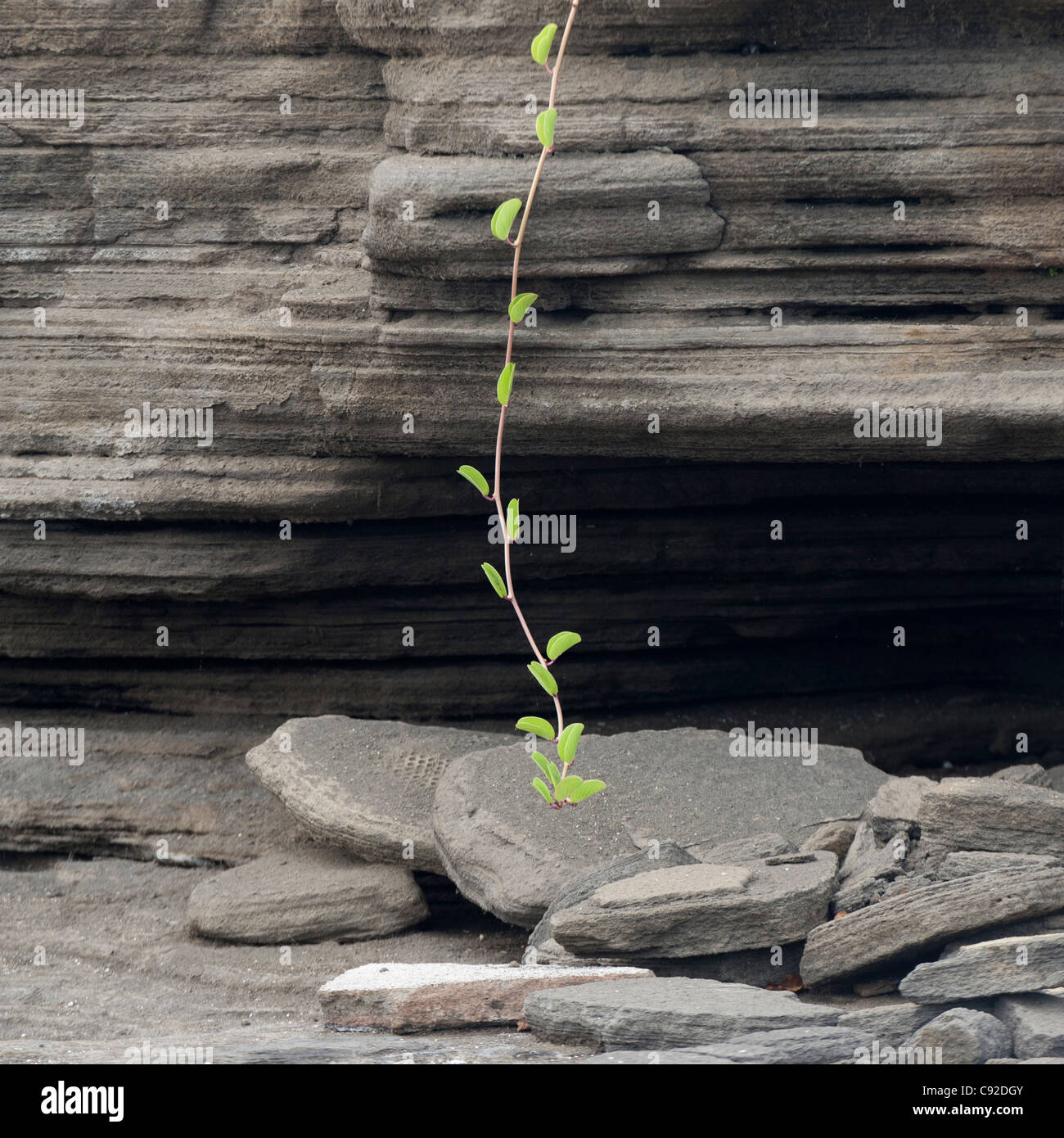 Close up of a vine on rock hi-res stock photography and images - Alamy