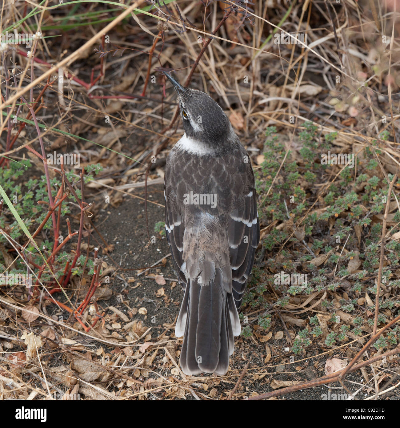 High angle view of a bird, Puerto Egas, Santiago Island, Galapagos ...