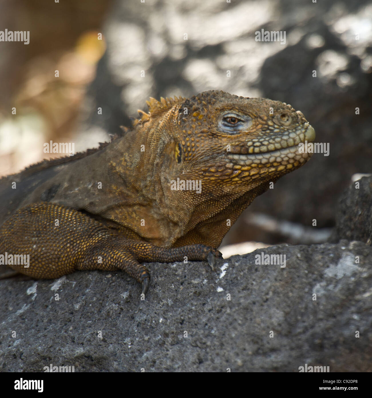 Galapagos land iguana (Conolophus subcristatus), North Seymour Island ...