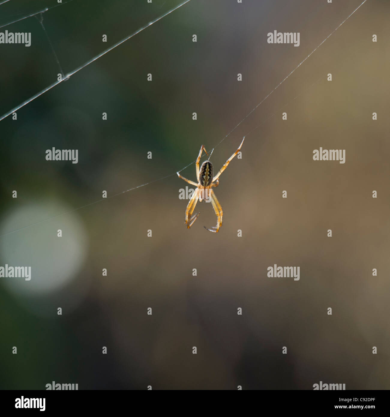 Spider on web, North Seymour Island, Galapagos Islands, Ecuador Stock ...