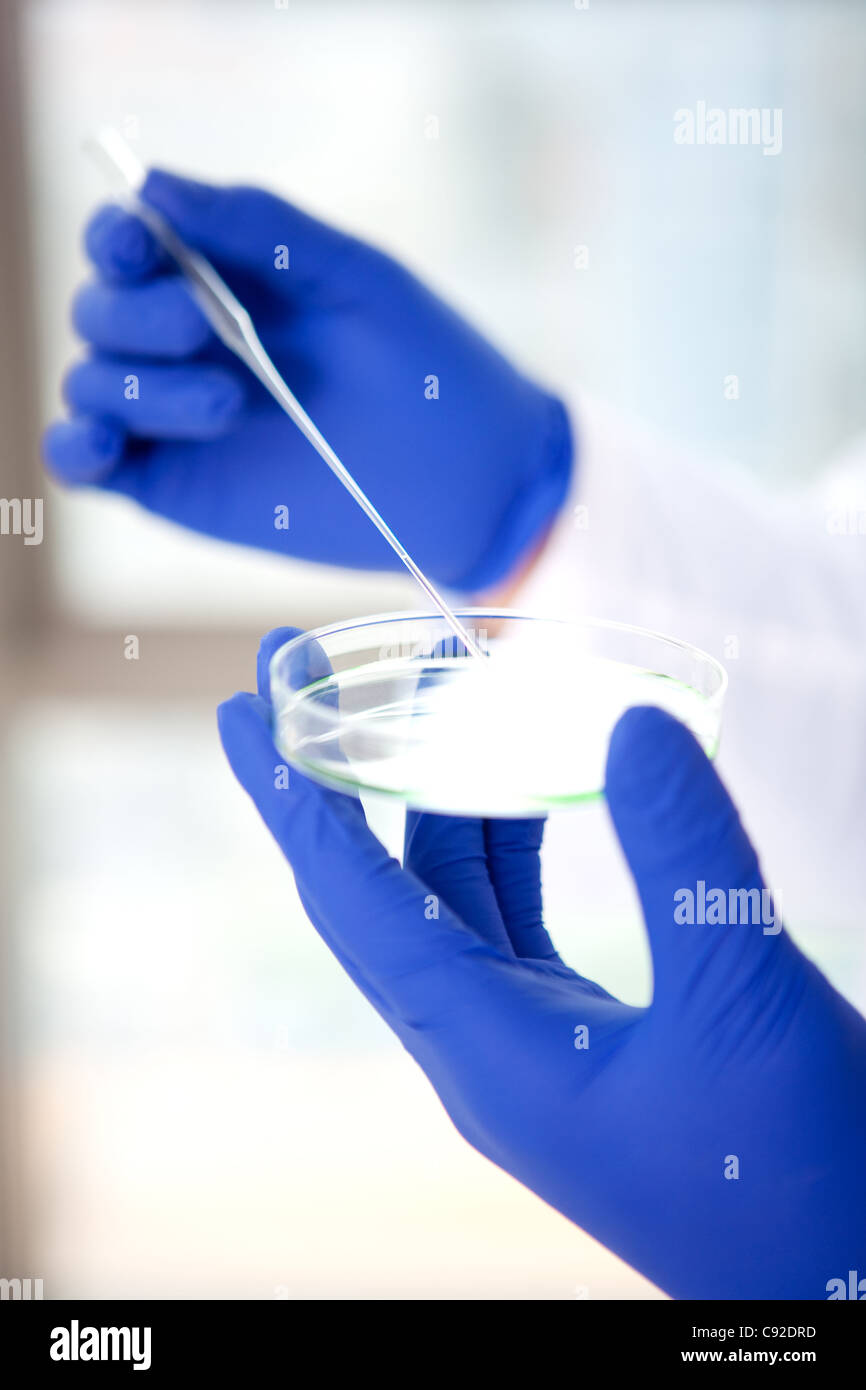 Human hand pouring liquid in petri dish with pipette, close-up Stock ...