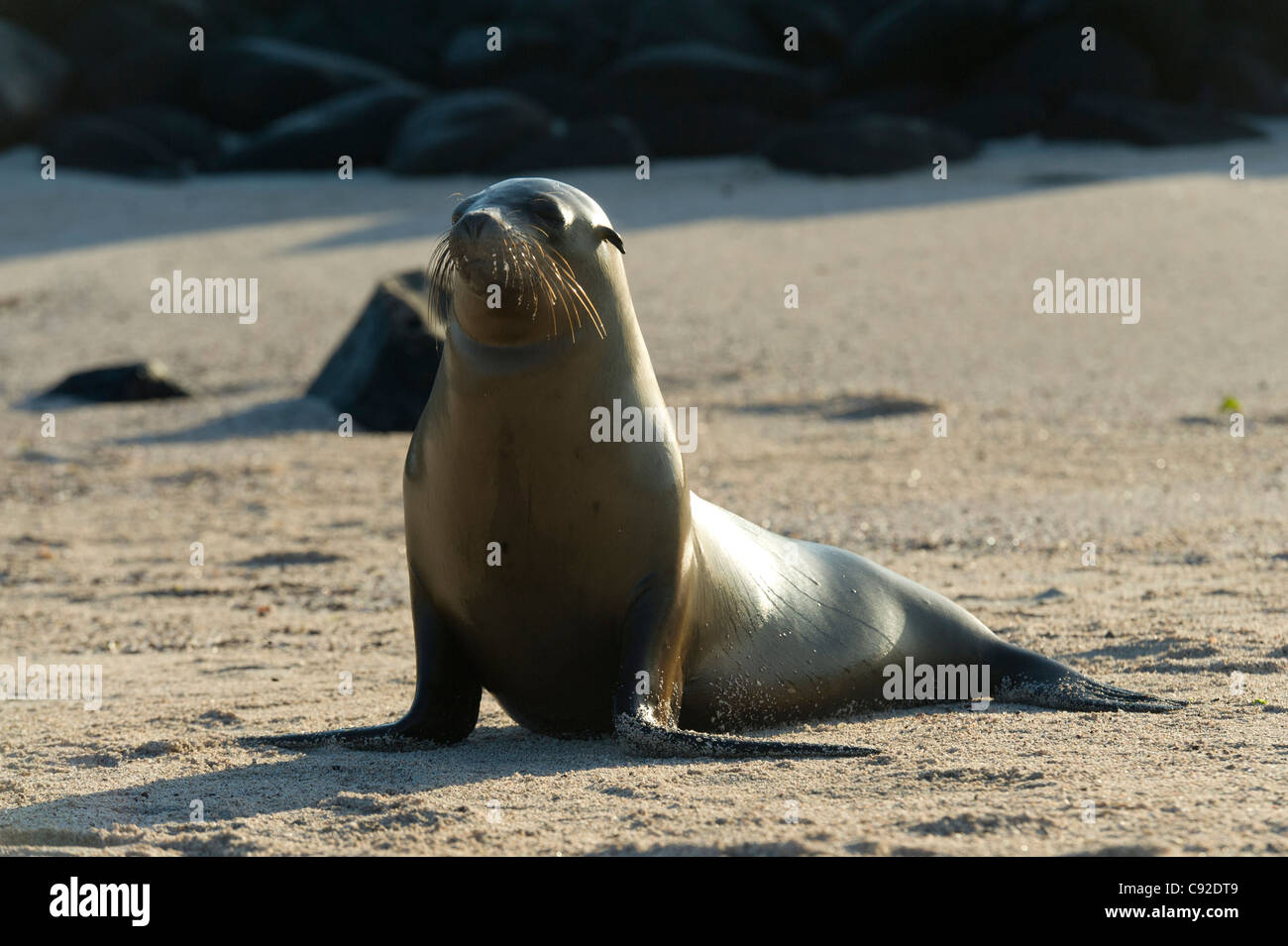 Sea lion on the beach, Punta Suarez, Espanola Island, Galapagos Islands ...