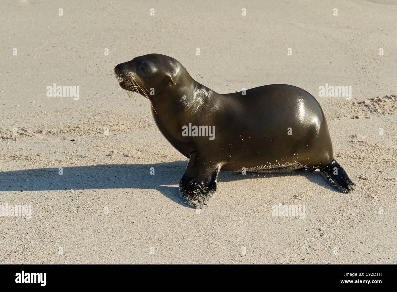 Punta suarez beach hi-res stock photography and images - Alamy