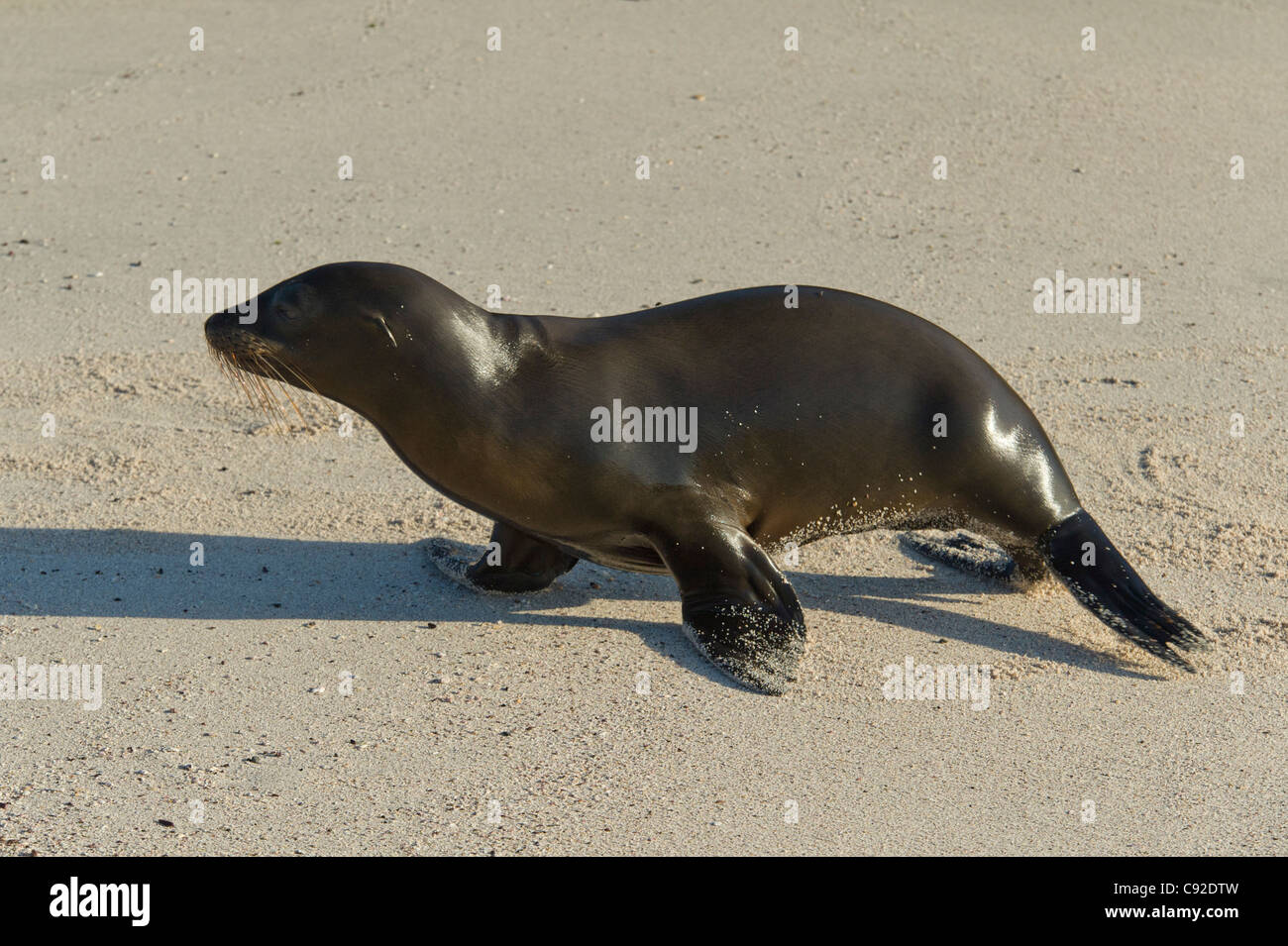 Sea lion on the beach, Punta Suarez, Espanola Island, Galapagos Islands ...