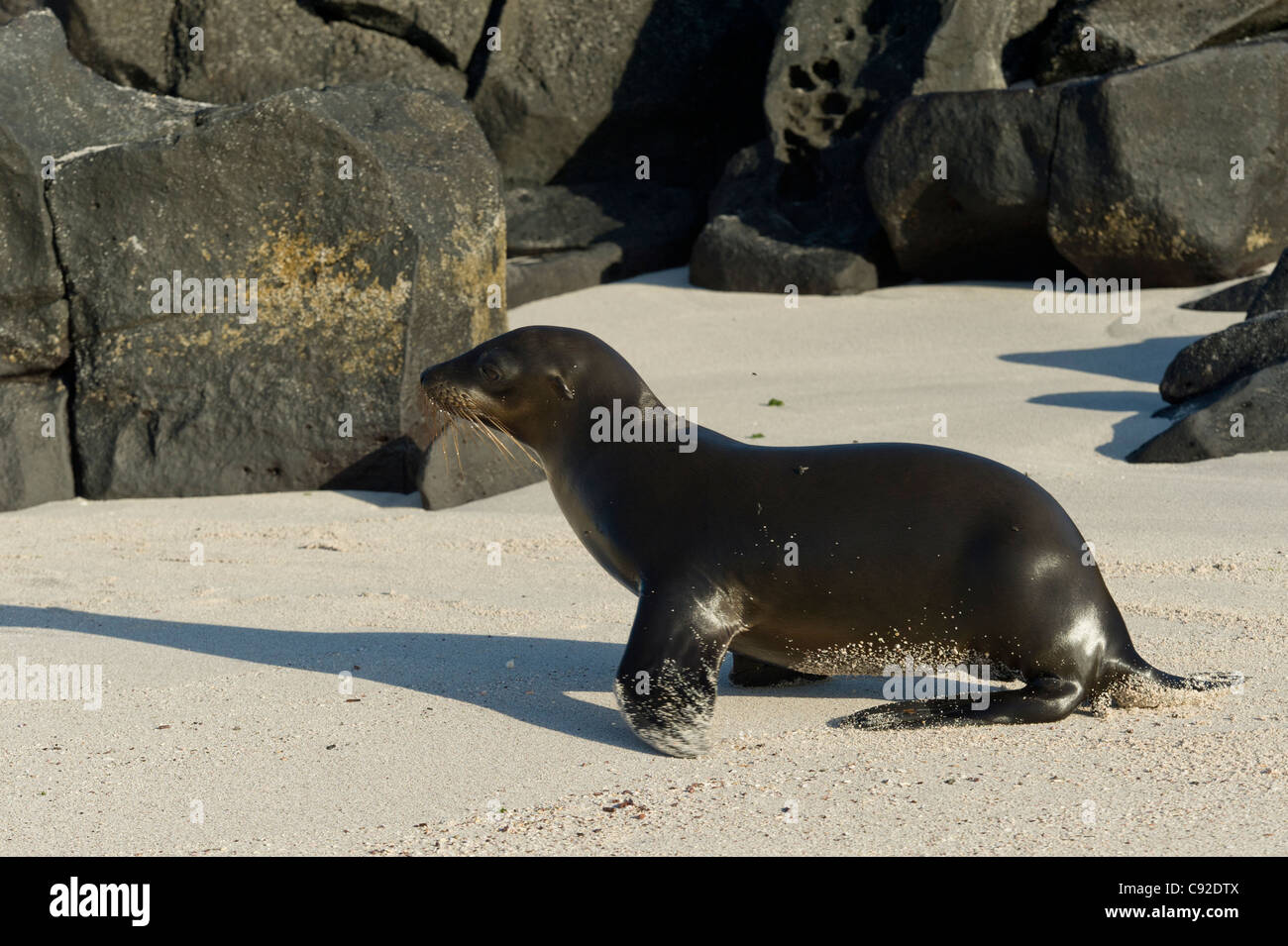 Sea lion on the beach, Punta Suarez, Espanola Island, Galapagos Islands ...