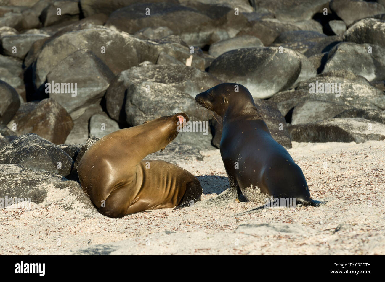 Sea lions on the beach, Punta Suarez, Espanola Island, Galapagos ...